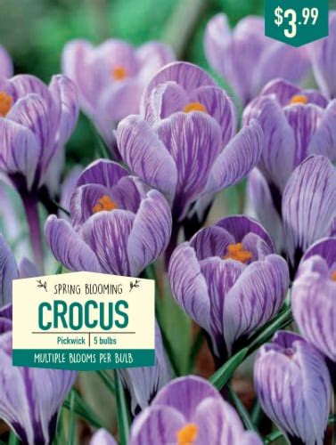 Garden State Bulb Crocus Pickwick Bulbs 5 Ct Fred Meyer