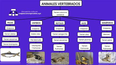 Mapas Conceptuales Animales Vertebrados 【descargar】