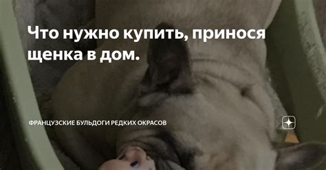 Что нужно купить принося щенка в дом Французские бульдоги редких окрасов Дзен