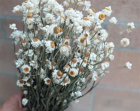 Limelight Hydrangea Basil Green Preserved Hydrangea 3 Stem Bunch Bouquets And Dried Flower