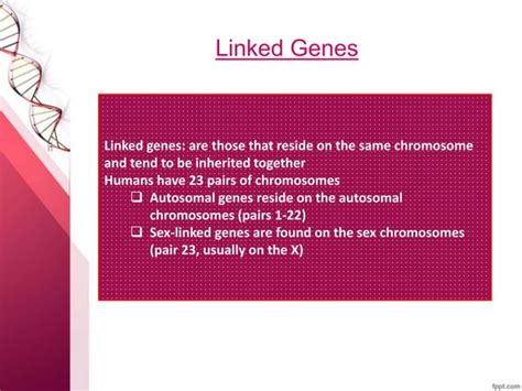 Chromosomal Basis Of Inheritance Pptx Genetics Science