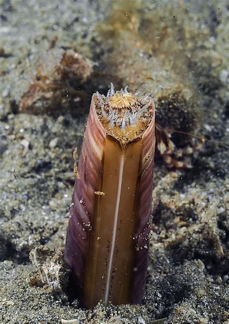 Razor Clam Snorkel Scotland Scottish Wildlife Trust