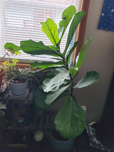 Look At This Massive Leaf On My Flf Its As Long As My Forearm Rhouseplants