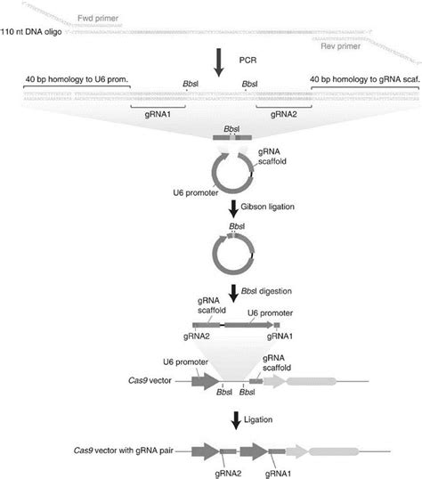 Method For Improving Gene Replacement Efficiency Eureka Patsnap
