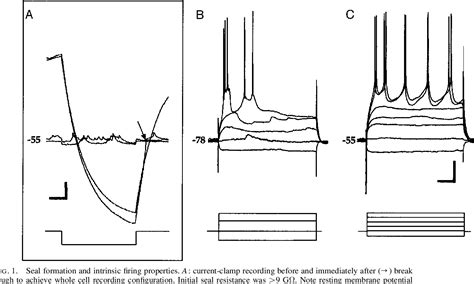 Figure 1 From Spatio Temporal Subthreshold Receptive Fields In The Vibrissa Representation Of