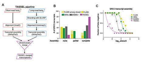 Merging Short And Stranded Long Reads Improves Transcript Assembly