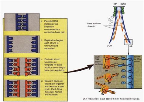 Hypotheses On DNA Replication Animation Model New Science Biology