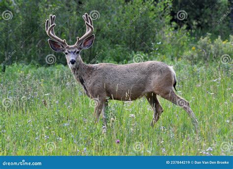 Male Mule Deer With Large Velvet Antlers Stock Image Image Of