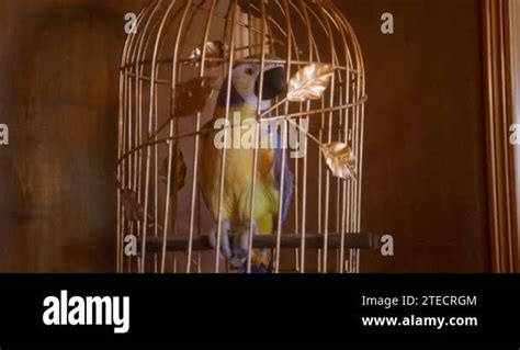 Parrot Swings In Golden Cage Fixed To Ceiling On Pirate Ship Stock