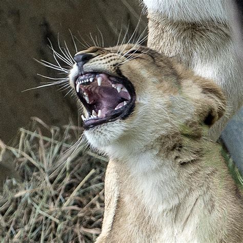 Lion King Brush Teeth At Gabriela Ryan Blog