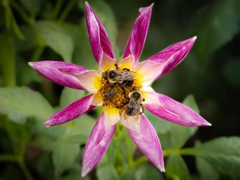 Why Are Pollinator Gardens Important Exploring Fascinating Pollinator
