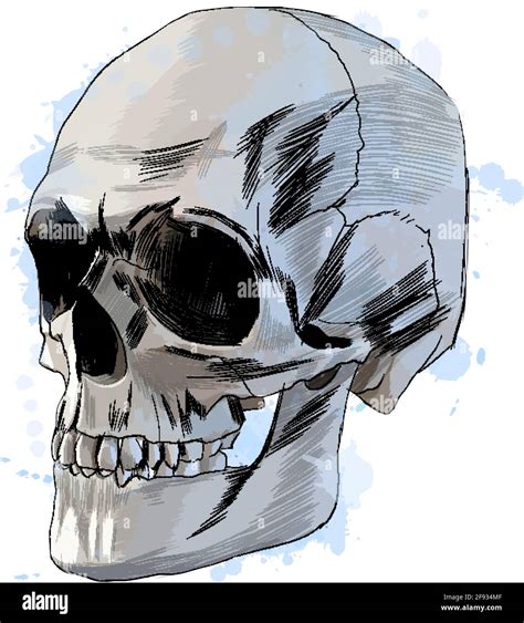 How To Draw A Realistic Human Skull How To Draw And Shade A Skull