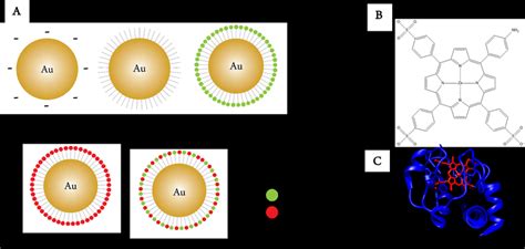 Schematic Representation Of Cit Aunps As Synthesised And When