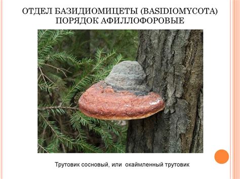 Отдел Базидиомицеты презентация онлайн