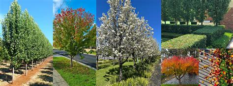 Ornamental Pear Tree Shapes Plants Hello Hello Plants