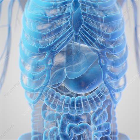 Stomach And Liver Illustration Stock Image F0379573 Science