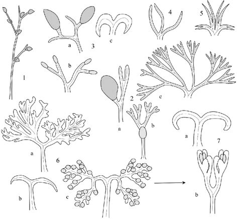 Leaf Evolution In The Subclass Equisetidae Stauropteridales 1 5 And Download Scientific