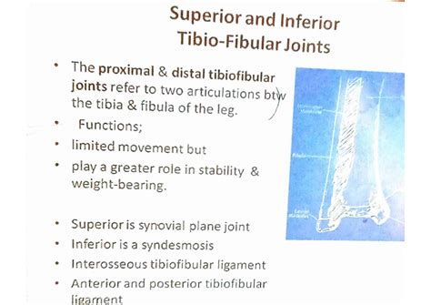 Solution Tibiofibular Joint Studypool Solution Tibiofibular Joint Studypool