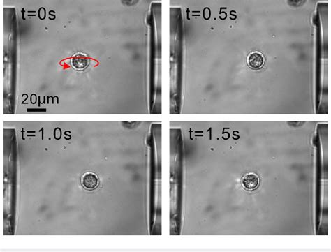 Figure 5 From Dual Fiber Microfluidic Chip For Multimodal Manipulation