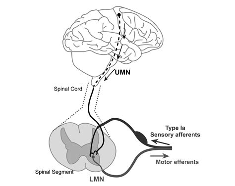 Upper Motor Neuron Anatomy