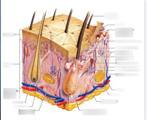 Skin Structures Overview Diagram Quizlet