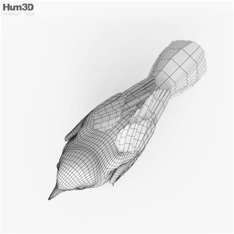 Animated Great Tit 3d Model Download Birds On