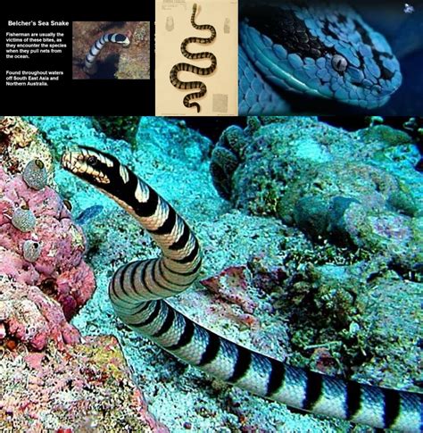Most Venomous Snake In The World