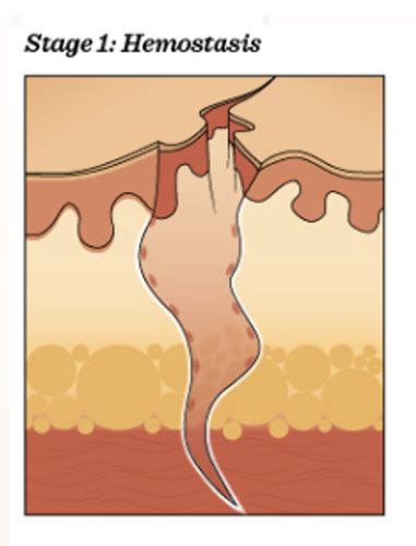 Lab Flashcards Quizlet