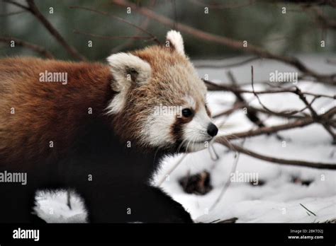 Red Panda Is And Endangered Mammal Animal From South China And East