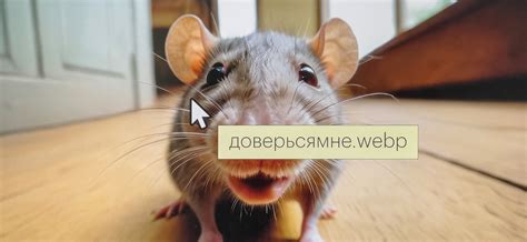 Webp что за формат и как конвертировать его в Jpeg и Png