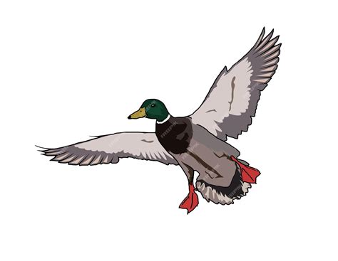 Premium Vector Mallard Duck Vector Illustration Design