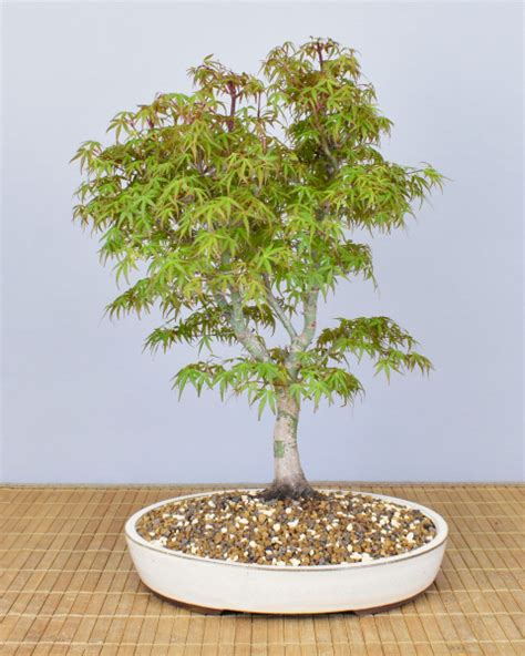 Bonsai Outdoor Roter Fächerahorn Acer Palmatum Yukihime