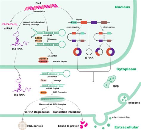循环非编码rna：液体活检中用于非小细胞肺癌诊断、预后和治疗的有前途的生物标志物 Hormones And Cancer X Mol