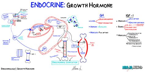 Endocrine Physiology 6 Growth Hormone Key Pdf Growth Hormone Bone