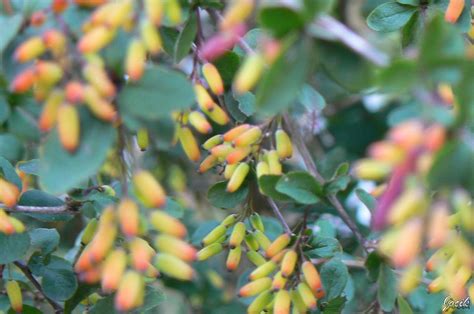 Texture Bokeh Plants By Jocik On Deviantart