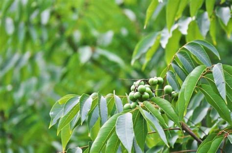 Ersag Mongolia 88018316