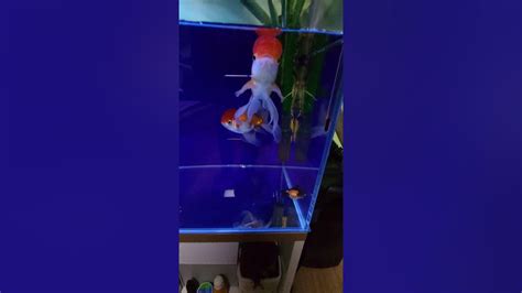 금붕어 키우기 오란다 진주린 Youtube
