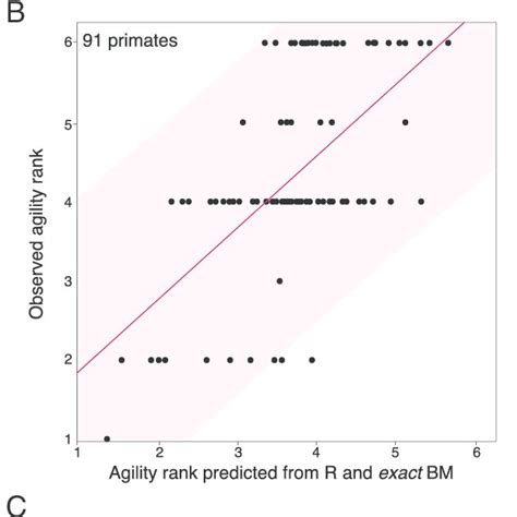 accuracy of log transformed morphological variables in predicting