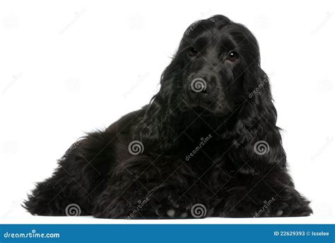 English Cocker Spaniel Royalty Free Stock Image