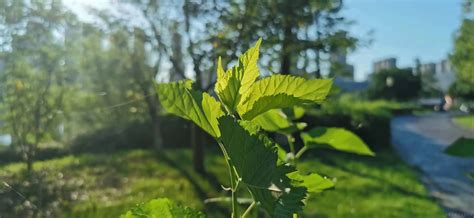 Leaferjs 1 0 重磅发布：强悍的前端 Canvas 渲染引擎 技术栈