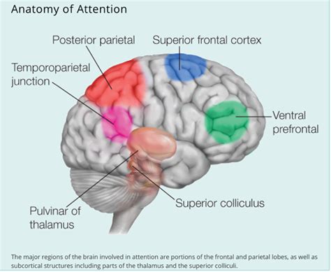 How Does Attention Work In The Brain Neuropedagogy