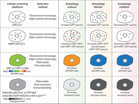 Autophagy Chemical Screening Strategies In Mammalian Cells Chemical Download Scientific