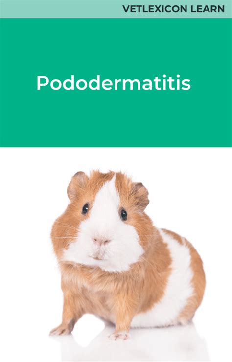 Pododermatitis Vetacademy