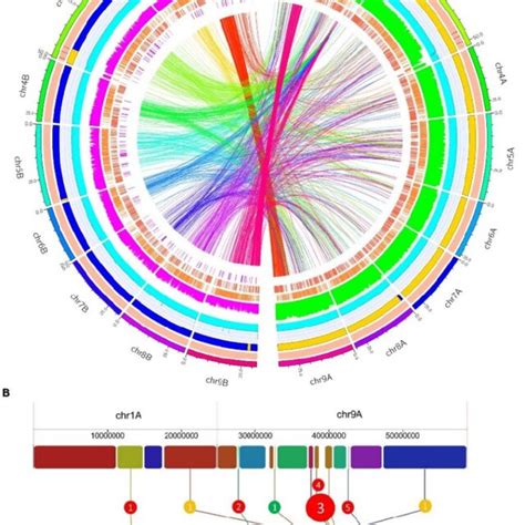 Characterization Of The Dvs Genome And Its Intra Genomic Variations A