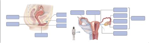 Female Reproductive System Diagram Quizlet