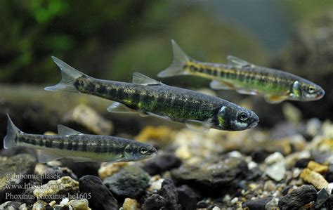 Phoxinus Phoxinus Čerebľa Pestrá Гольян красавка звичайний