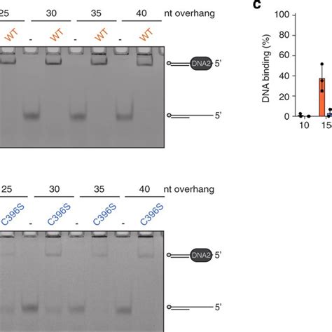 Fes Cluster Loss Affects Dna2s Ability To Grip Shorter Dna