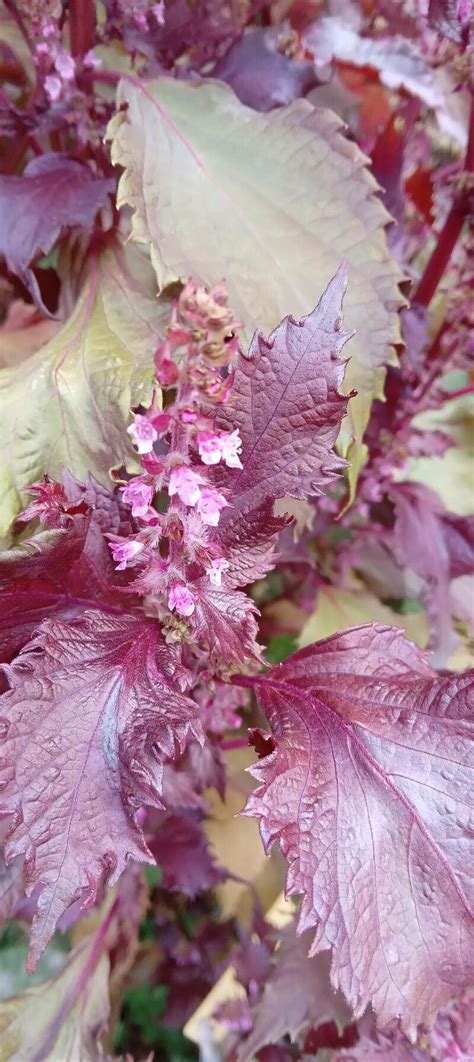 How To Grow Perilla Frutescens Earthone