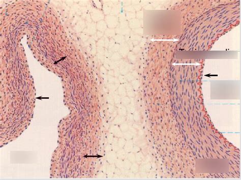 Layers Diagram Quizlet