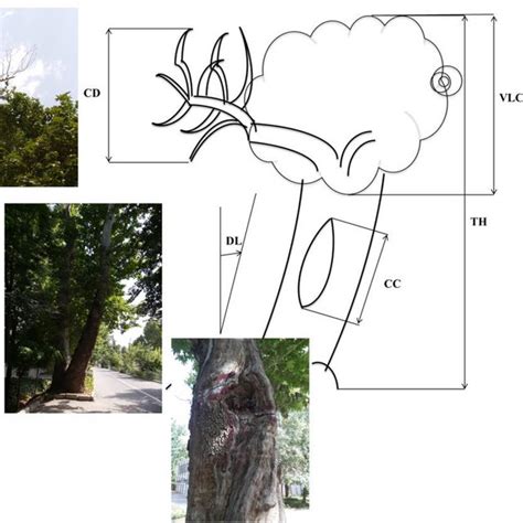 Tree Variables Defects And Disorders Download Scientific Diagram
